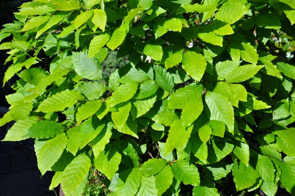CHOWA ZOUTLEEUW: Japanse witte beuk: lentewerk