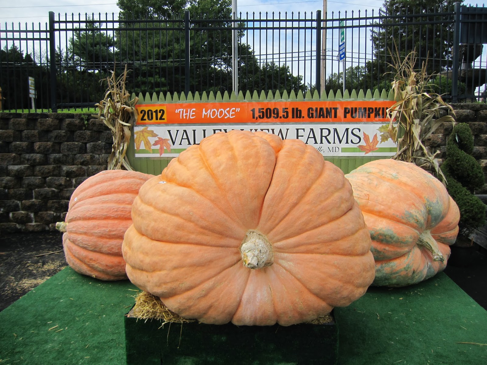 Valley View Farms: GIGANTIC Pumpkins
