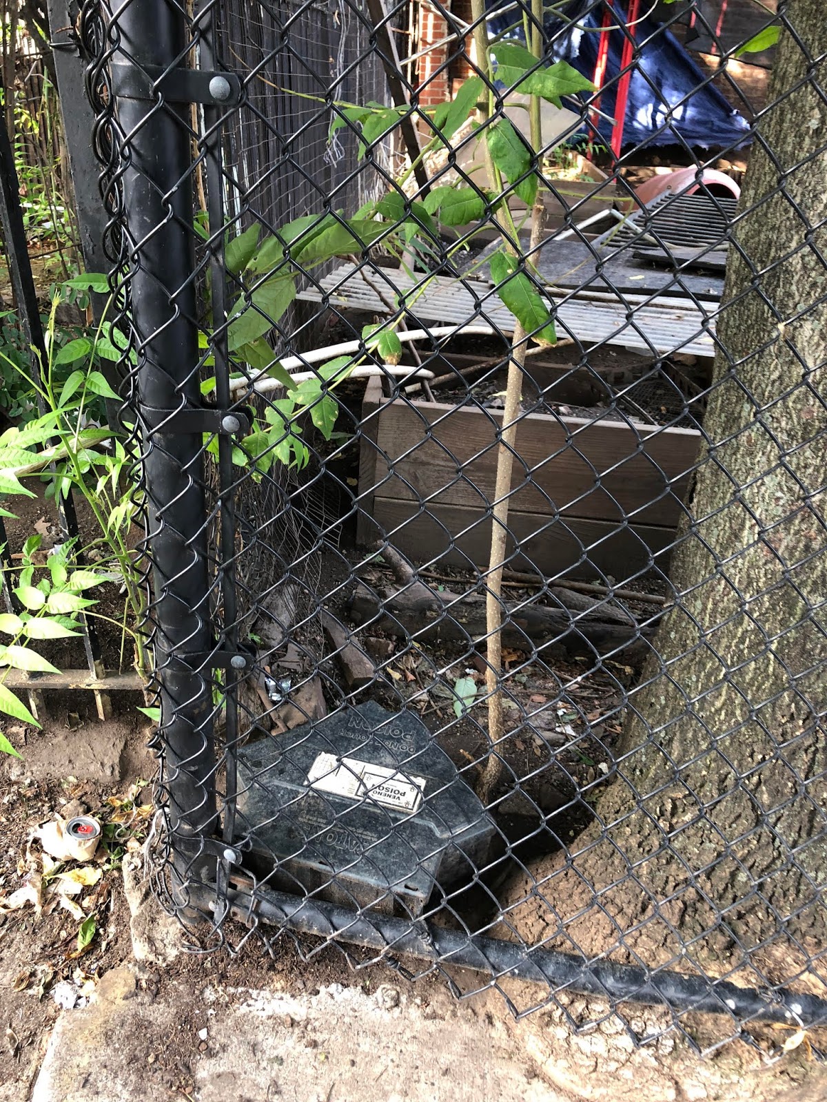 EV Grieve: Report: Rats running rampant in the Relaxation Garden on ...