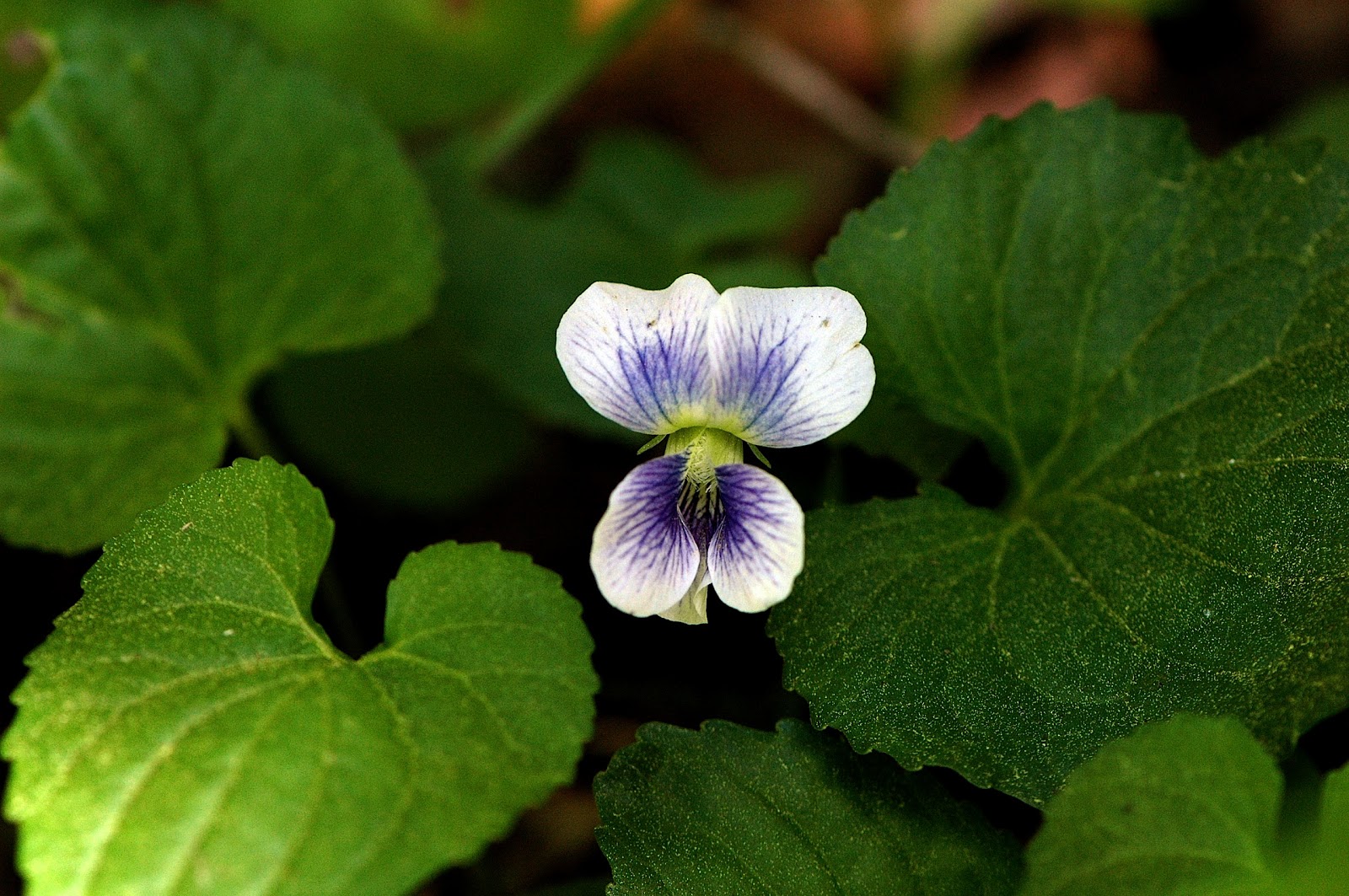 Field Biology in Southeastern Ohio: Get Aboard The May-flower