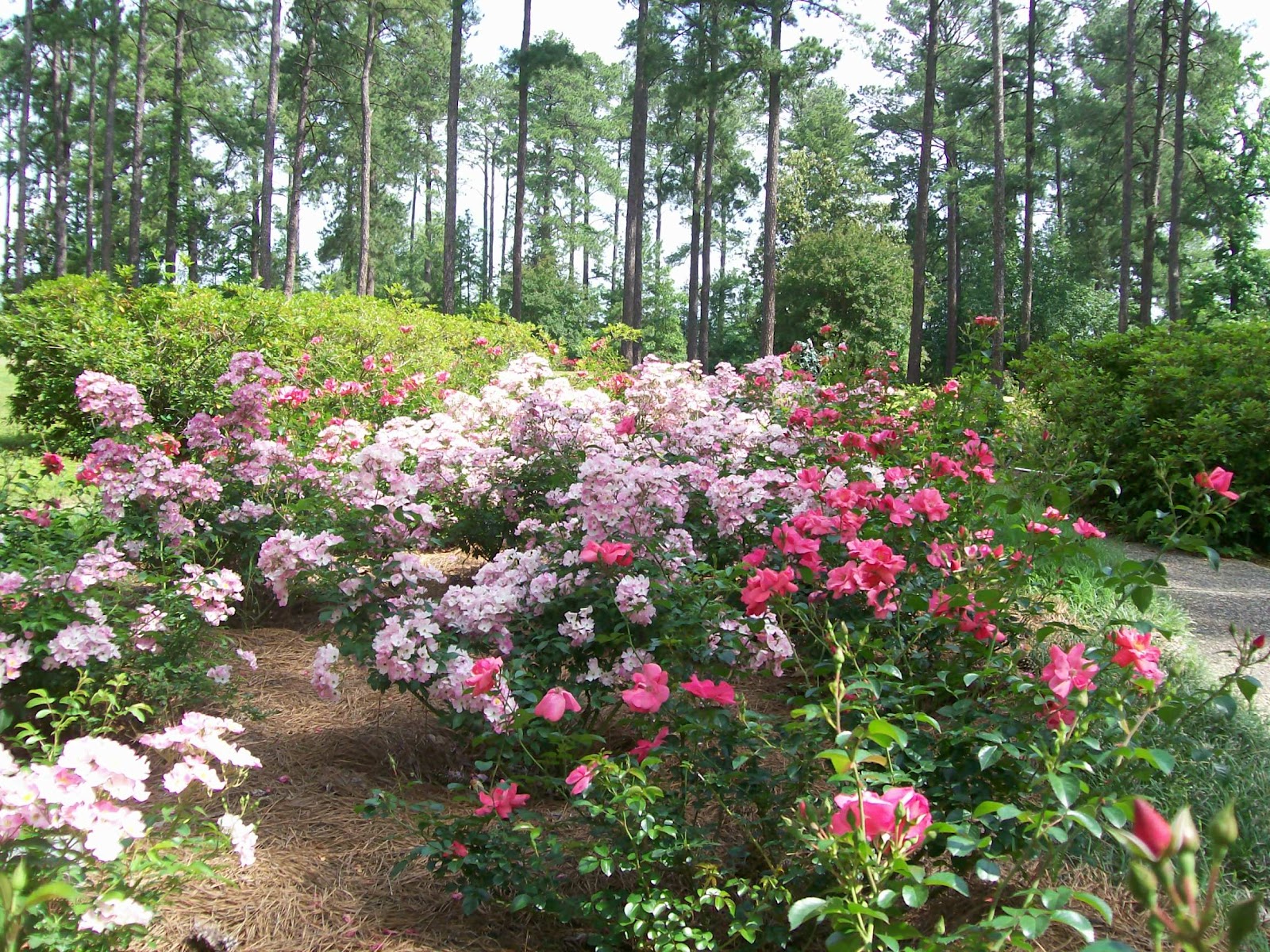 Rockhounding Around: American Rose Society home & the Shreveport Rose