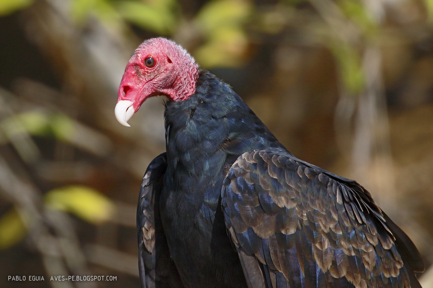 mis fotos de aves: Cathartes aura Jote Cabeza Colorada Turkey Vulture