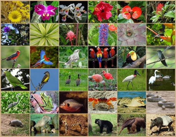 La Flora y Fauna del ecuador