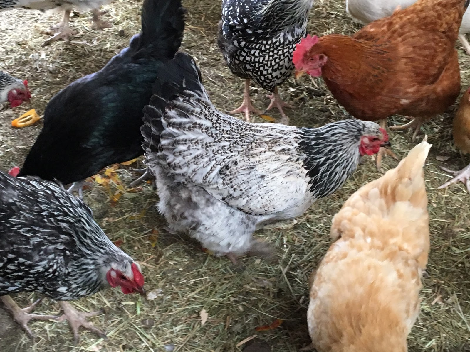 The Patchery Menagerie: Chickens, Real Ones