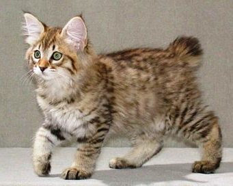 American Bobtail | The Life of Animals