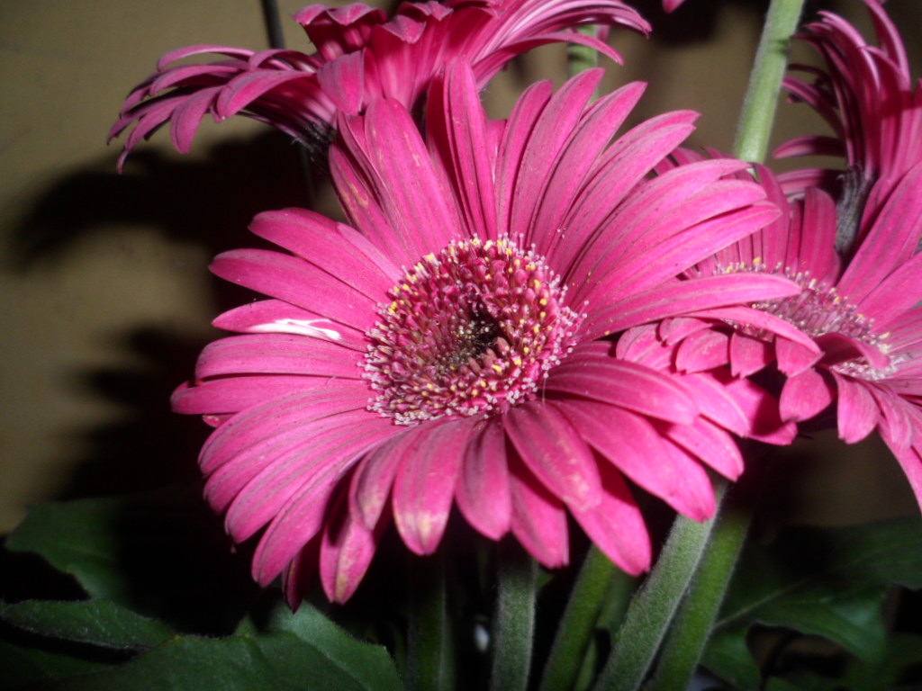 Macam Macam Ada...: Bunga Kekwa @ Chrysantheum