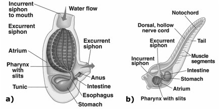 Urochordata Exemplos