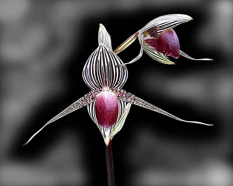 BUNGA ANGGREK | PETANI TANGGUH