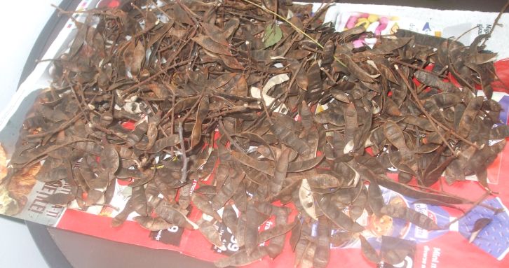 Gradina si gradinaritul, pasiuni de-o viata: salcami-inmultire prin seminte