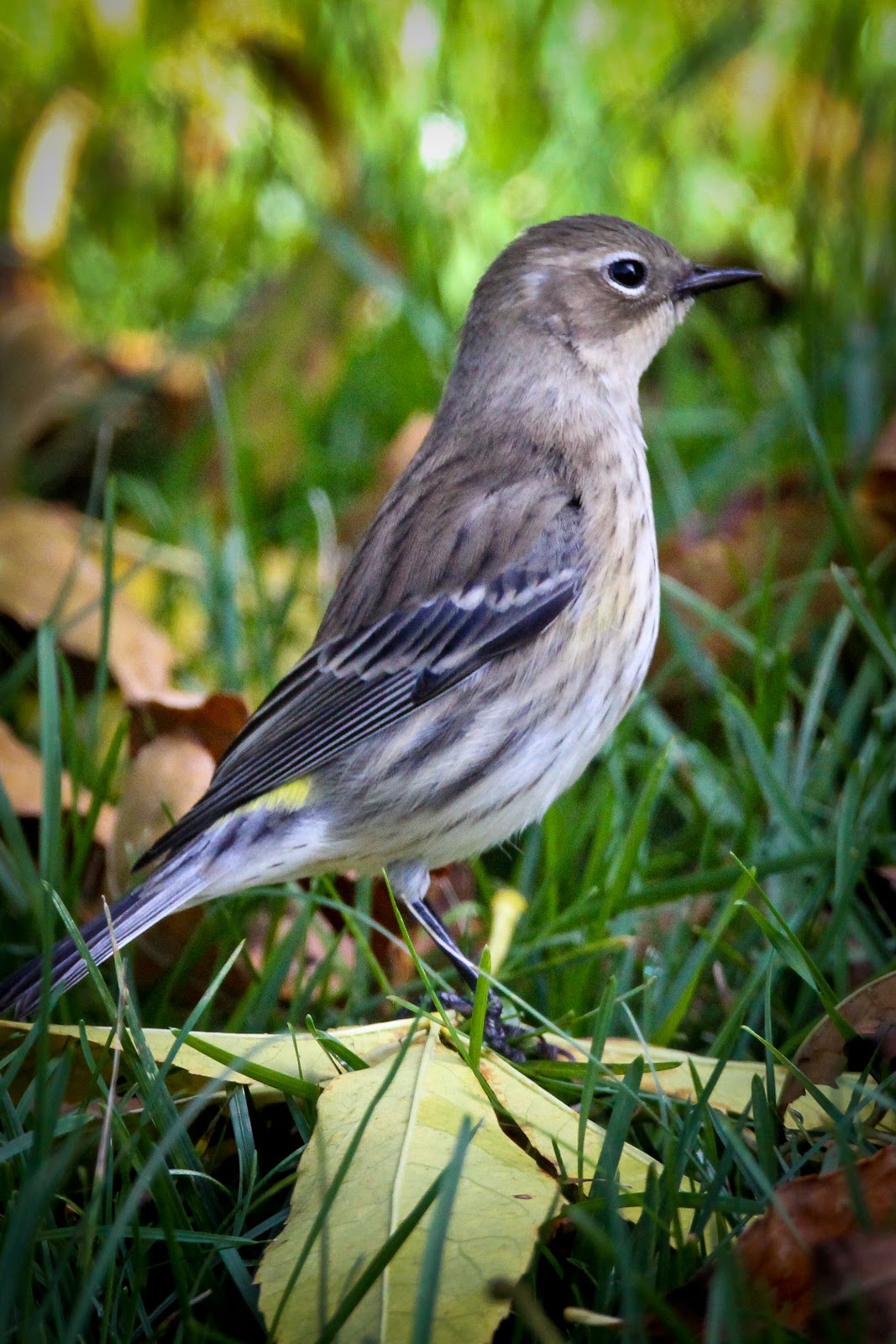 Feather Tailed Stories: Yellow-rumped Warbler