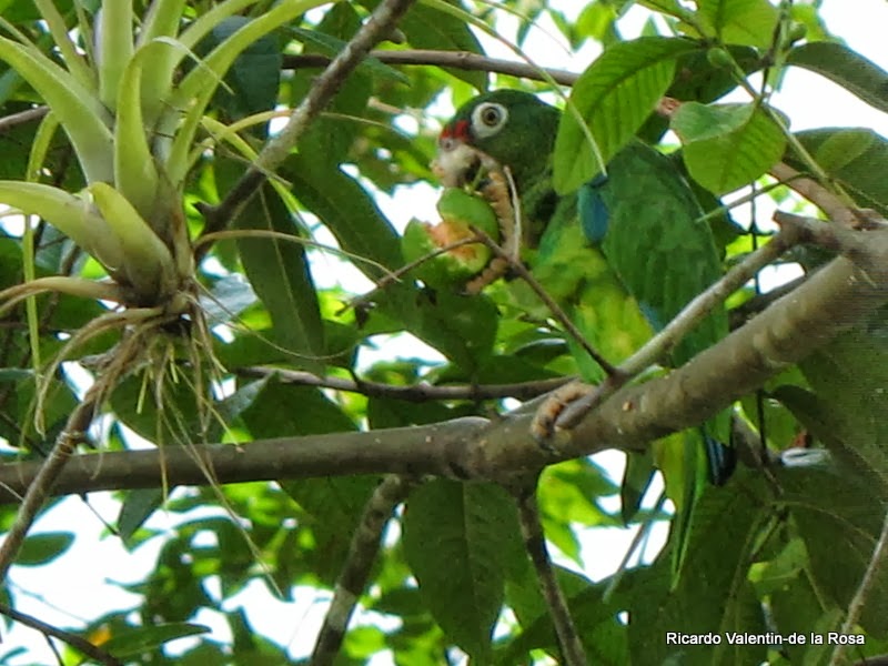 Ricardo's Blog, : A Puerto Rican parrot, Amazona vittata, feeding on ...