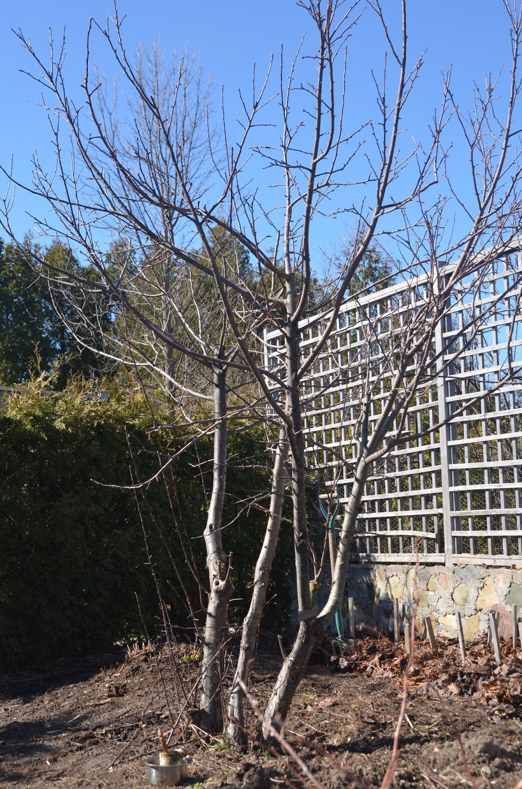 Roche Fleurie Garden: Apple Tree Grafting