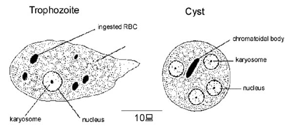 Lecture Notes in Medical Technology: Lecture #13: SUBPHYLUM SARCODINA