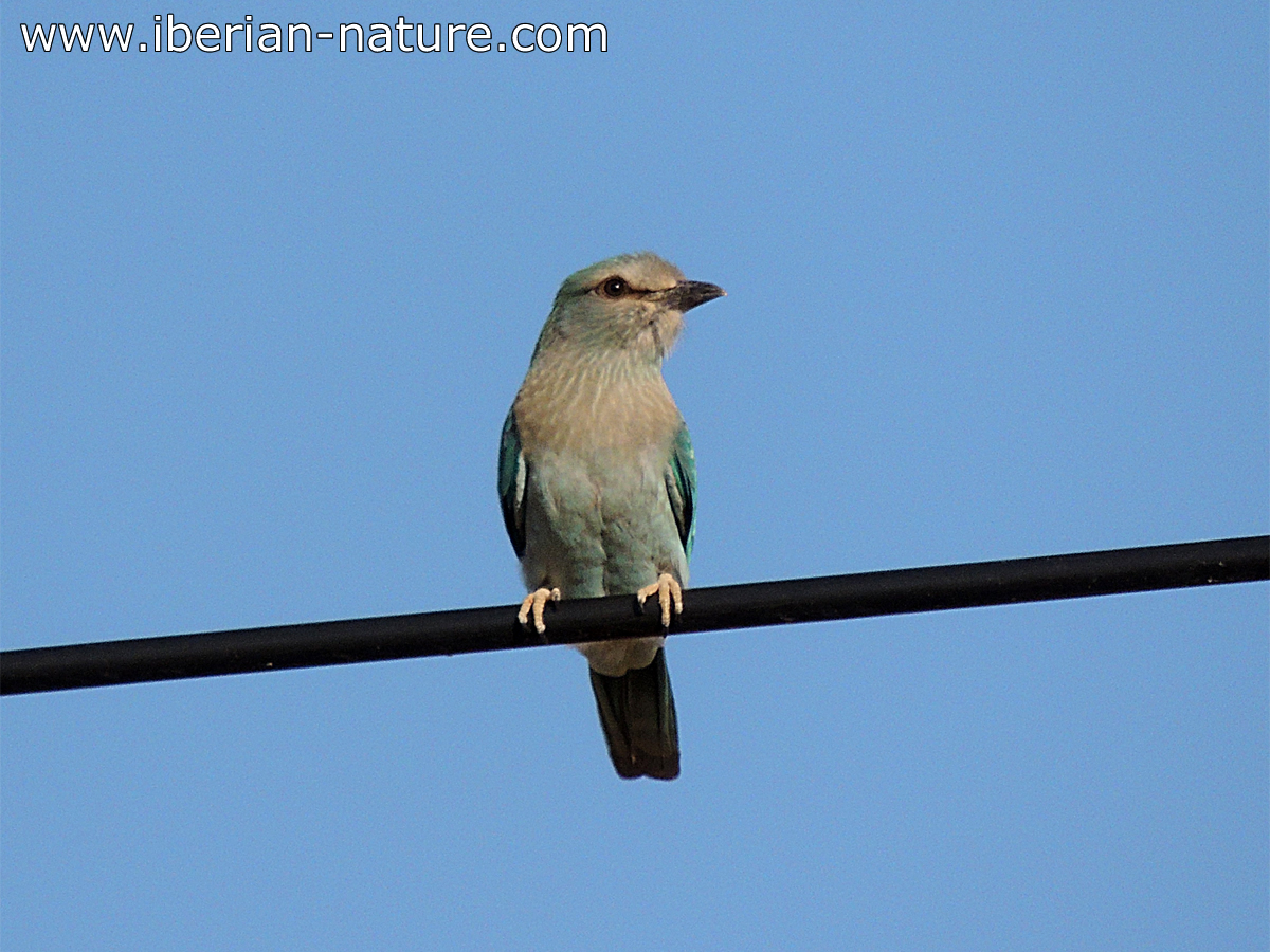 Iberian Nature - Servicio de guías de naturaleza. Birding in ...