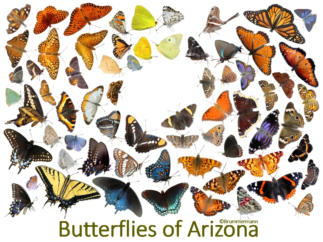 Arizona: Beetles, Bugs, Birds and more: Arizona Butterflies