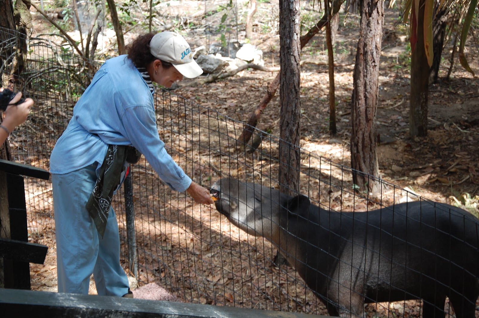 Belize 2013: The Belize Zoo