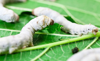 Diseases of silk worms | Silk industry
