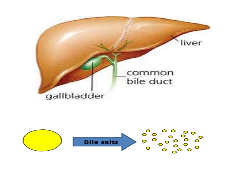 SONU ACADEMY: HUMAN DIGESTIVE SYSTEM-PART 4 -TEXT