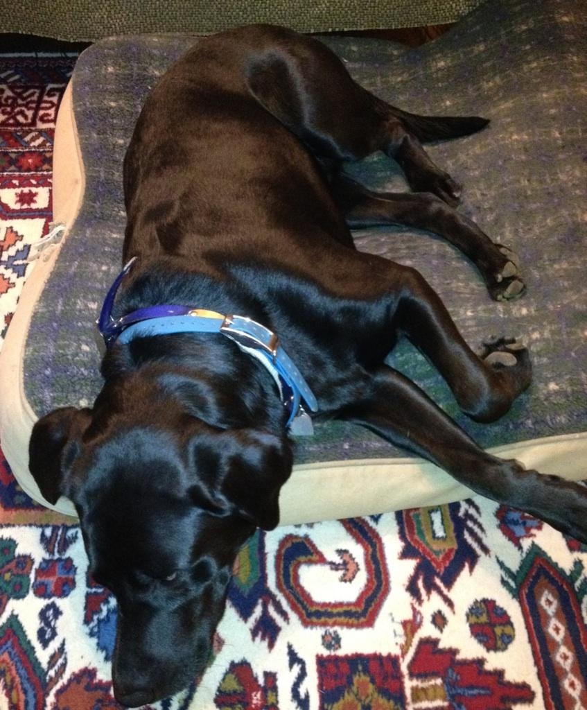 Suddenly Snowden: So What Wednesday