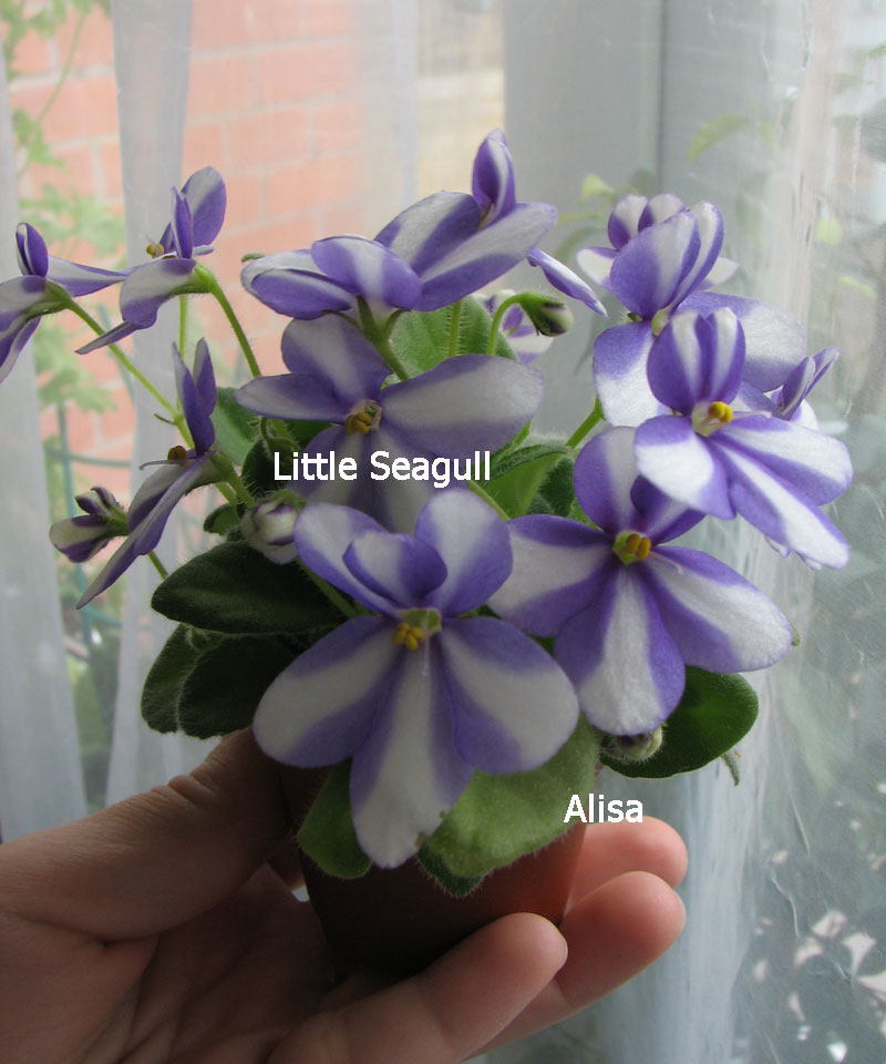 Alisa's flowers: Trailing african violets (saintpaulias)