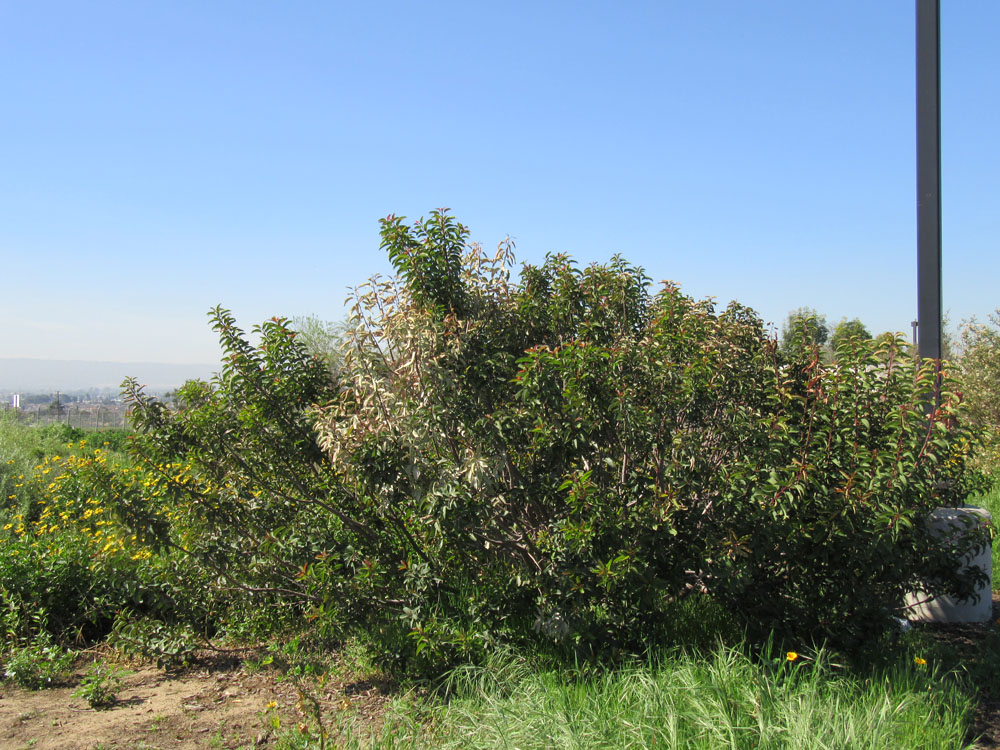 Mother Nature's Backyard - A Water-wise Garden: Plant of the Month ...