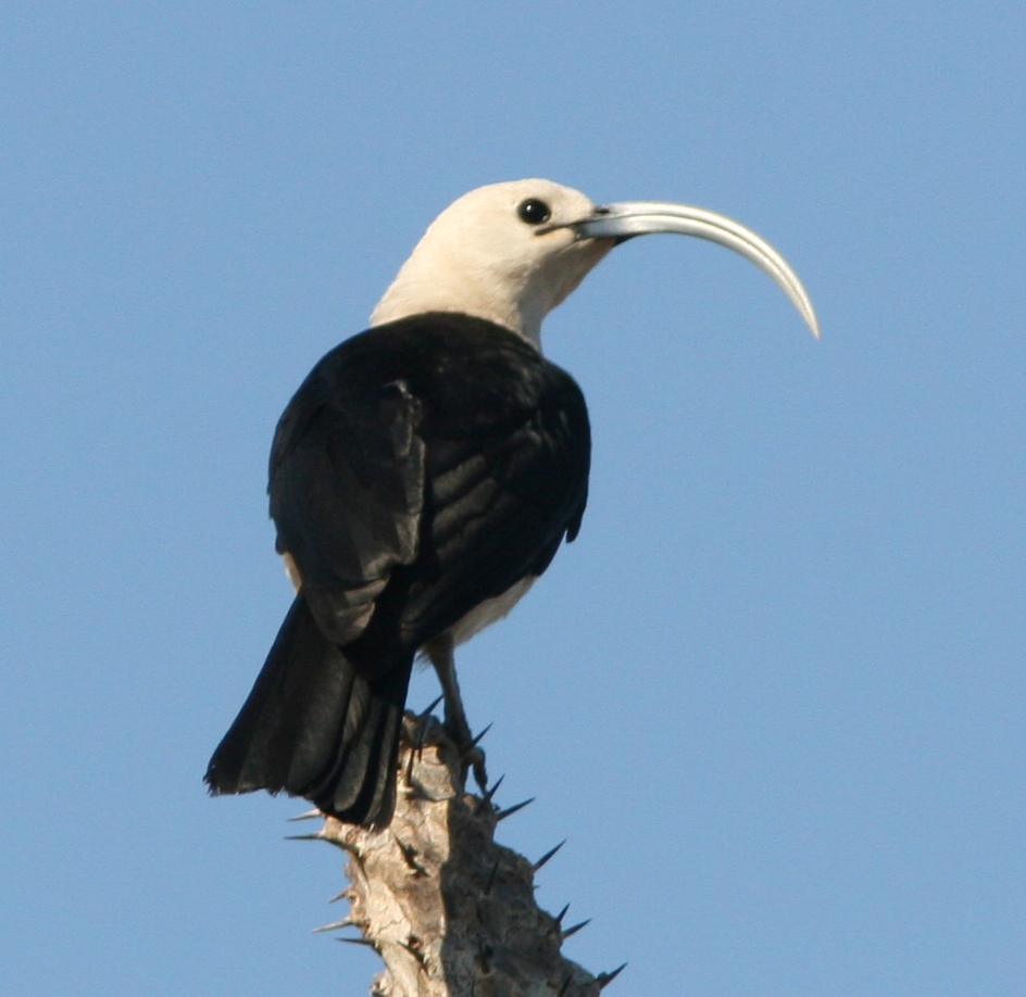 SICKLE BILLED BIRDS photos - wallpapers | the fun bank