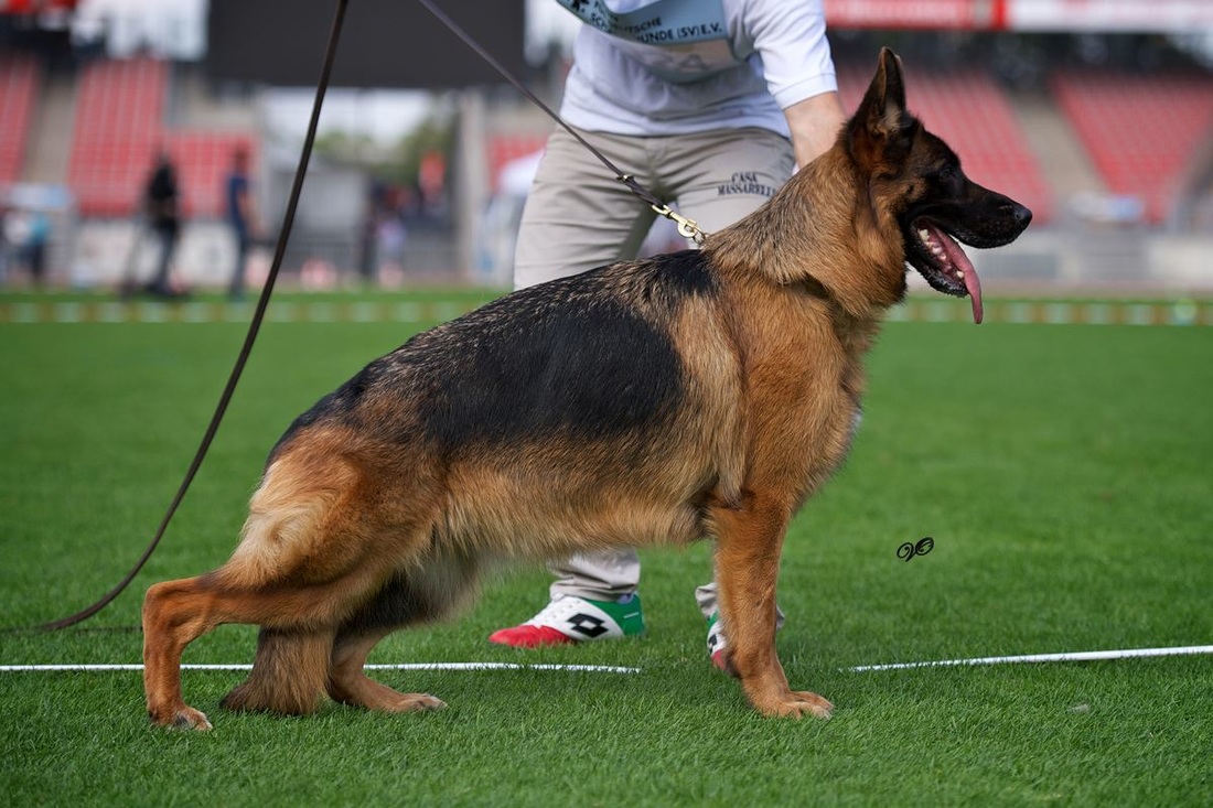 Pedigree Dogs Exposed - The Blog: Shocking new study: German Shepherds ...