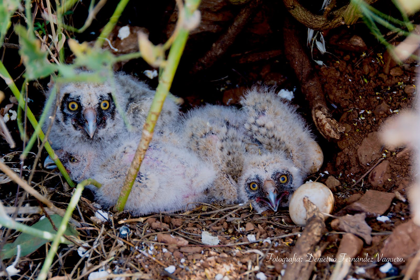 Evolución de un nido de búho real en tres meses desde que nació el ...