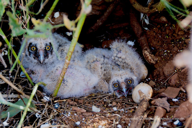 Evolución de un nido de búho real en tres meses desde que nació el ...