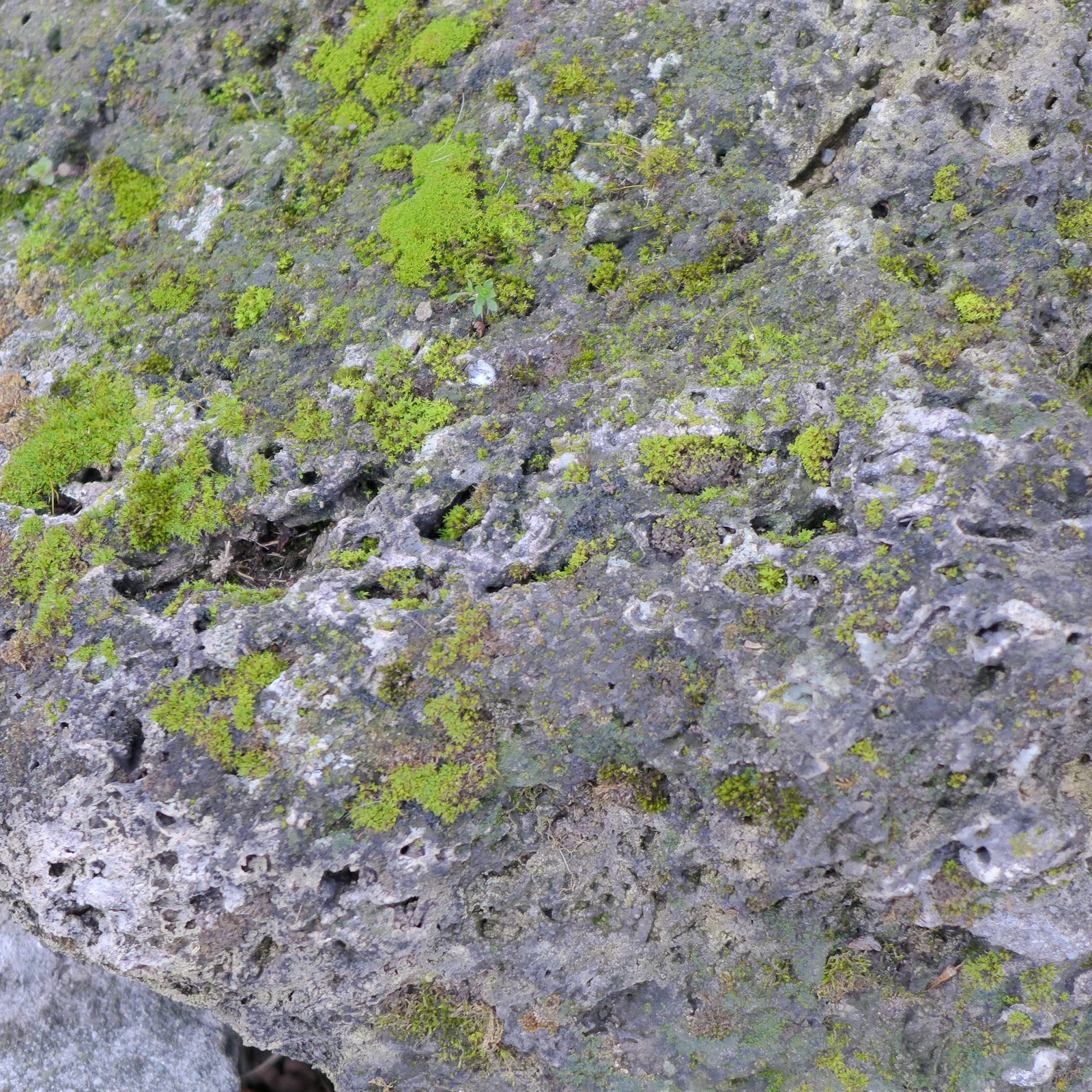 Textura de roca cubierta y musgo. | Todas las texturas