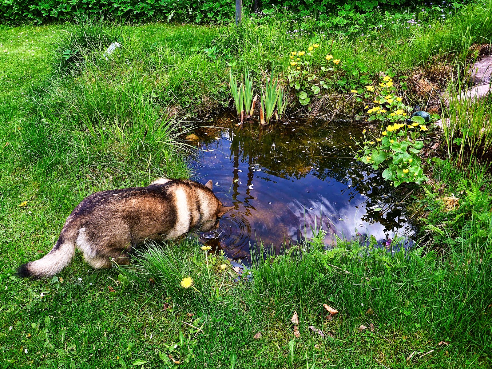 Sverker – världens smartaste västgötaspets: Fina fiskar flyttar – får ...