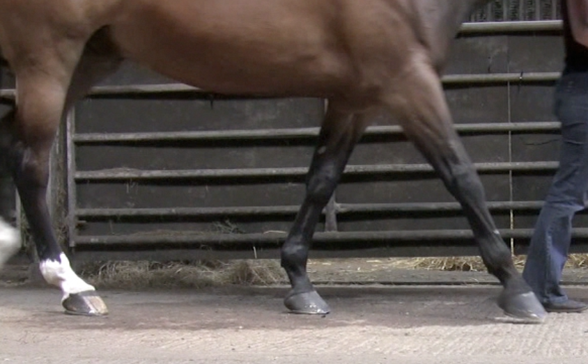 Rockley Farm: Movement - essentials