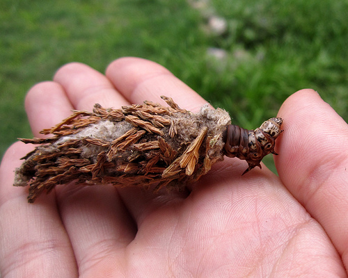 TYWKIWDBI ("Tai-Wiki-Widbee"): The inside of a bagworm's bag