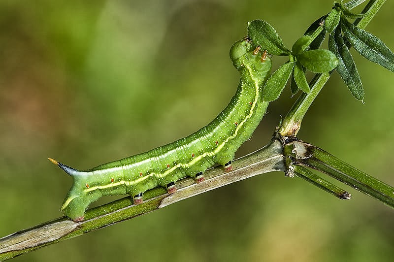 Species of UK: Week 30: Hummingbird Hawk-moth (‘Macroglossum stellatarum’)