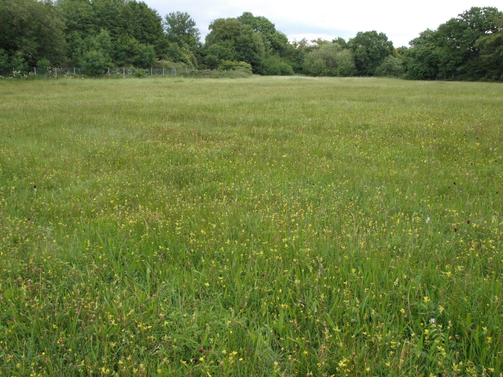 Ragged Robin's Nature Notes: An Ancient Hay Meadow
