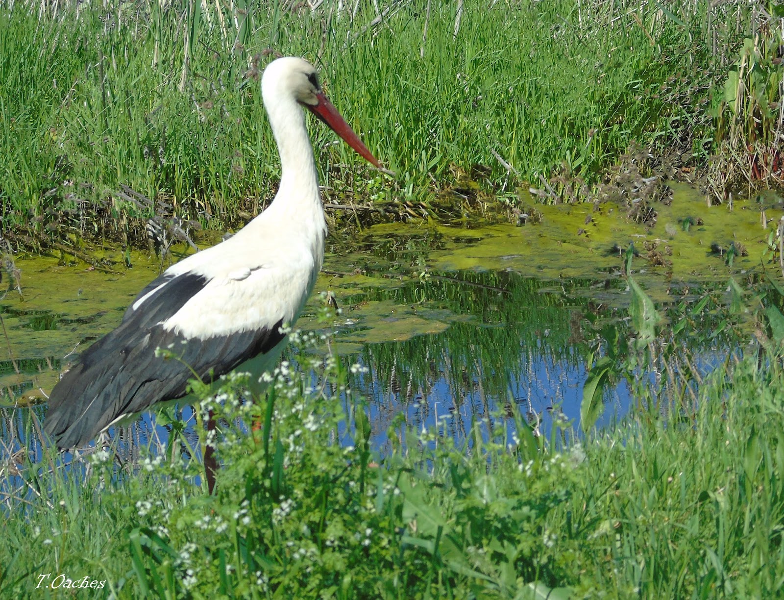 PASARI DIN ROMANIA: BARZA, Ciconia ciconia