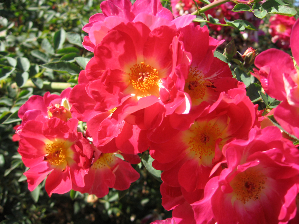 Rose Hybridizing: Ralph S. Moore Rose Garden and Friends of Sequoia