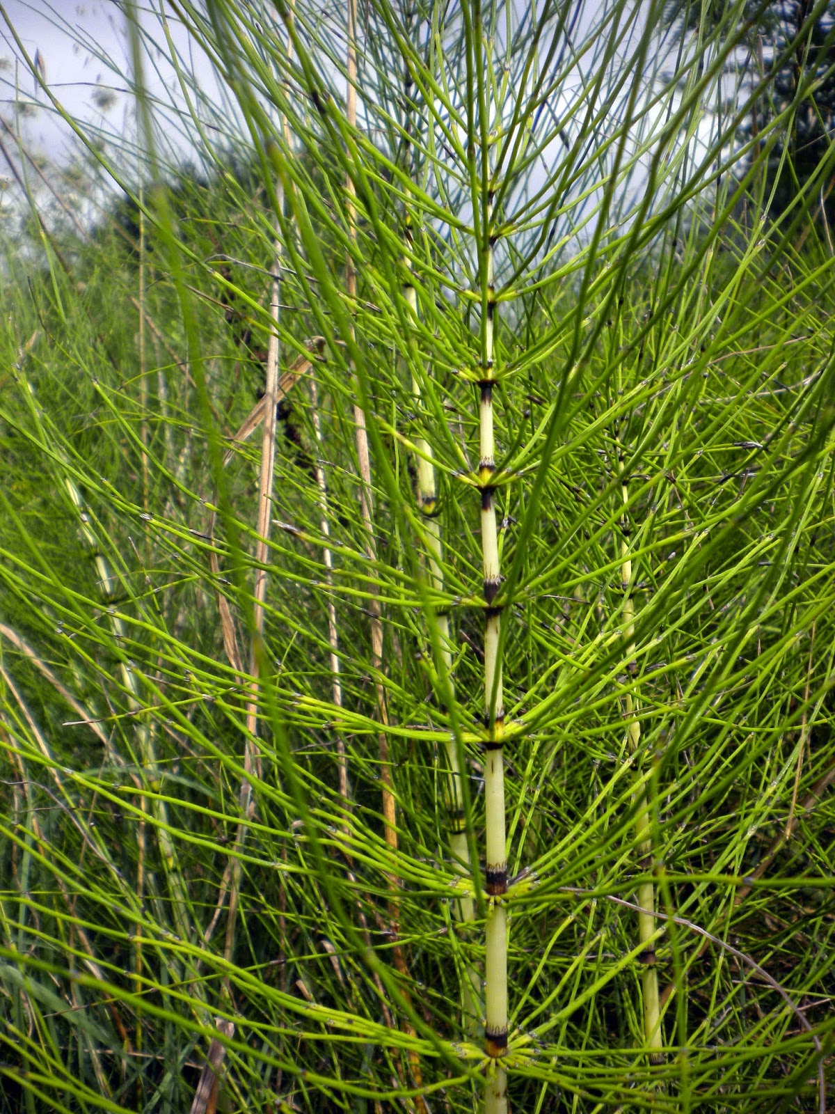 EQUISETO: proprietà per i bei capelli - Erbe Aromatiche Officinali