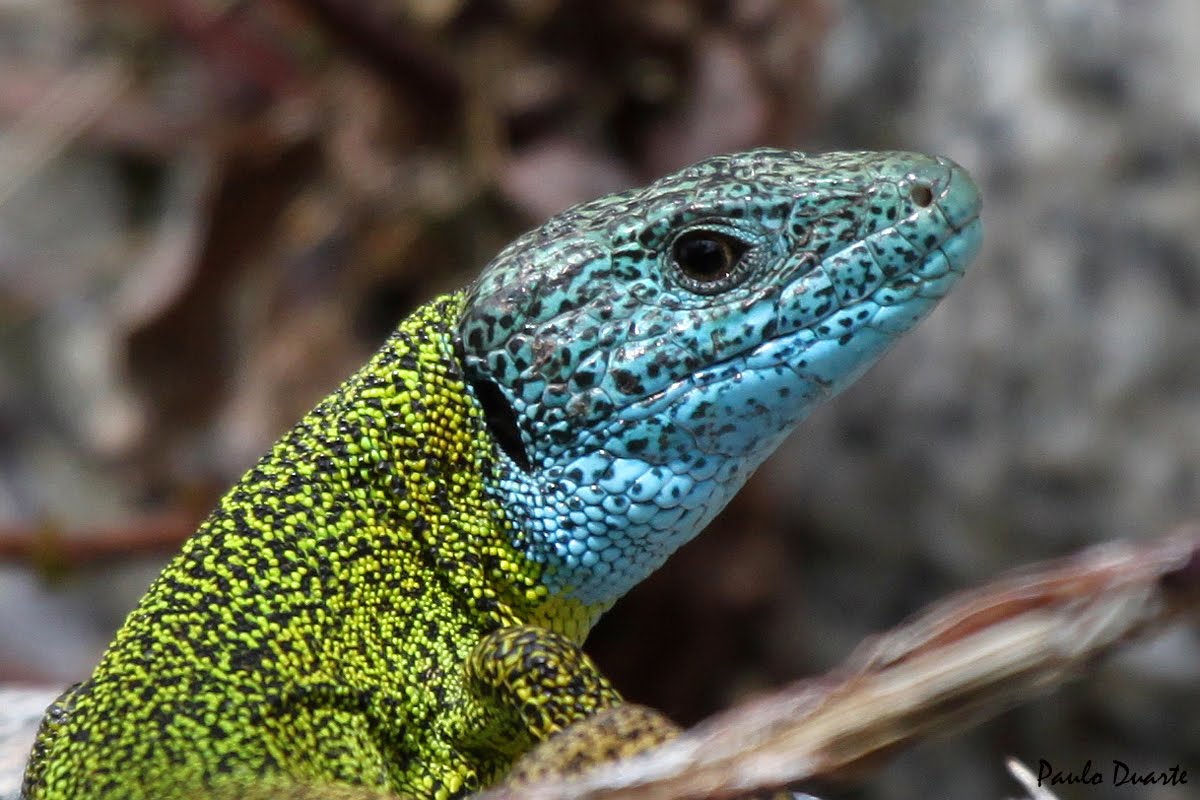 Vislumbres...: Lagarto de água