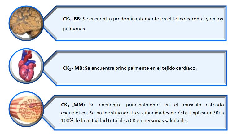 Creatina quinasa ~ Culturismo total