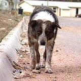 Dudas de Perros: EL PERRO VAGABUNDO