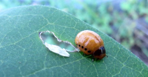 My Quality Day: Aposematic Coloration