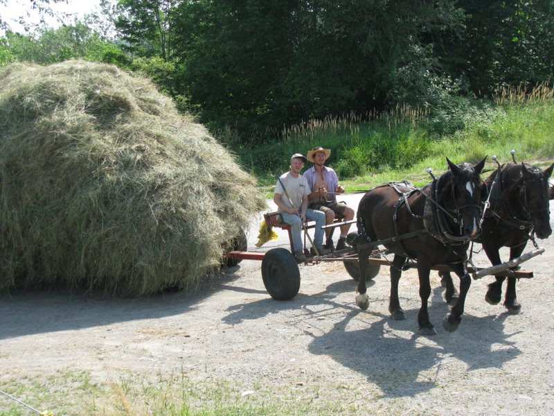 Ramblin’ in the new mown hay | North Branch Farm