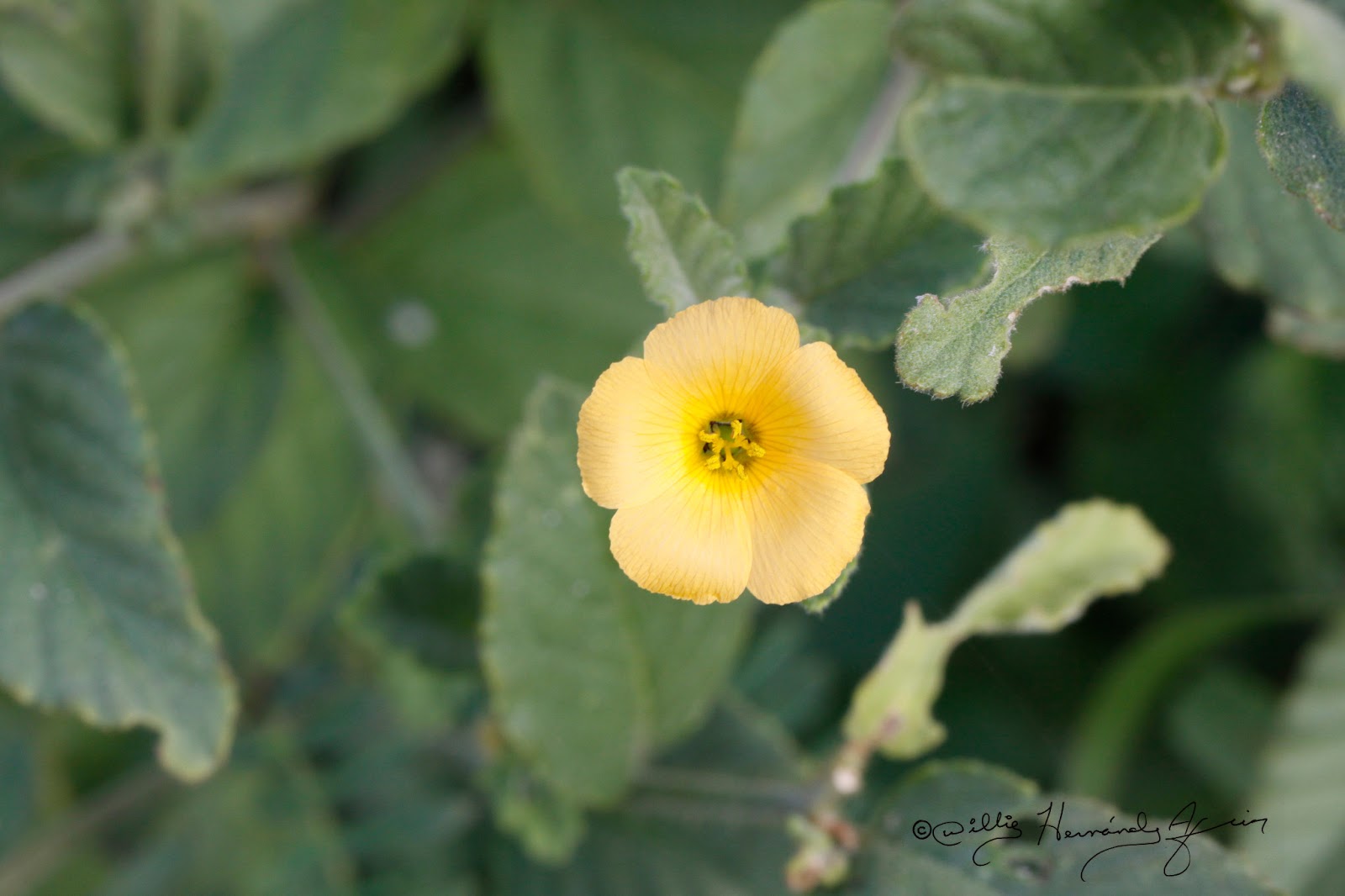 Flora de Puerto Rico Ilustrada Papo Vives: BIGNONIACEAE Saritaea ...