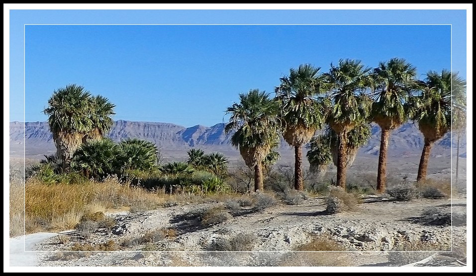 Ken's Photo Gallery: Blue Point Spring