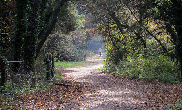 sconzani: Cheshire walks: Shakerley Mere