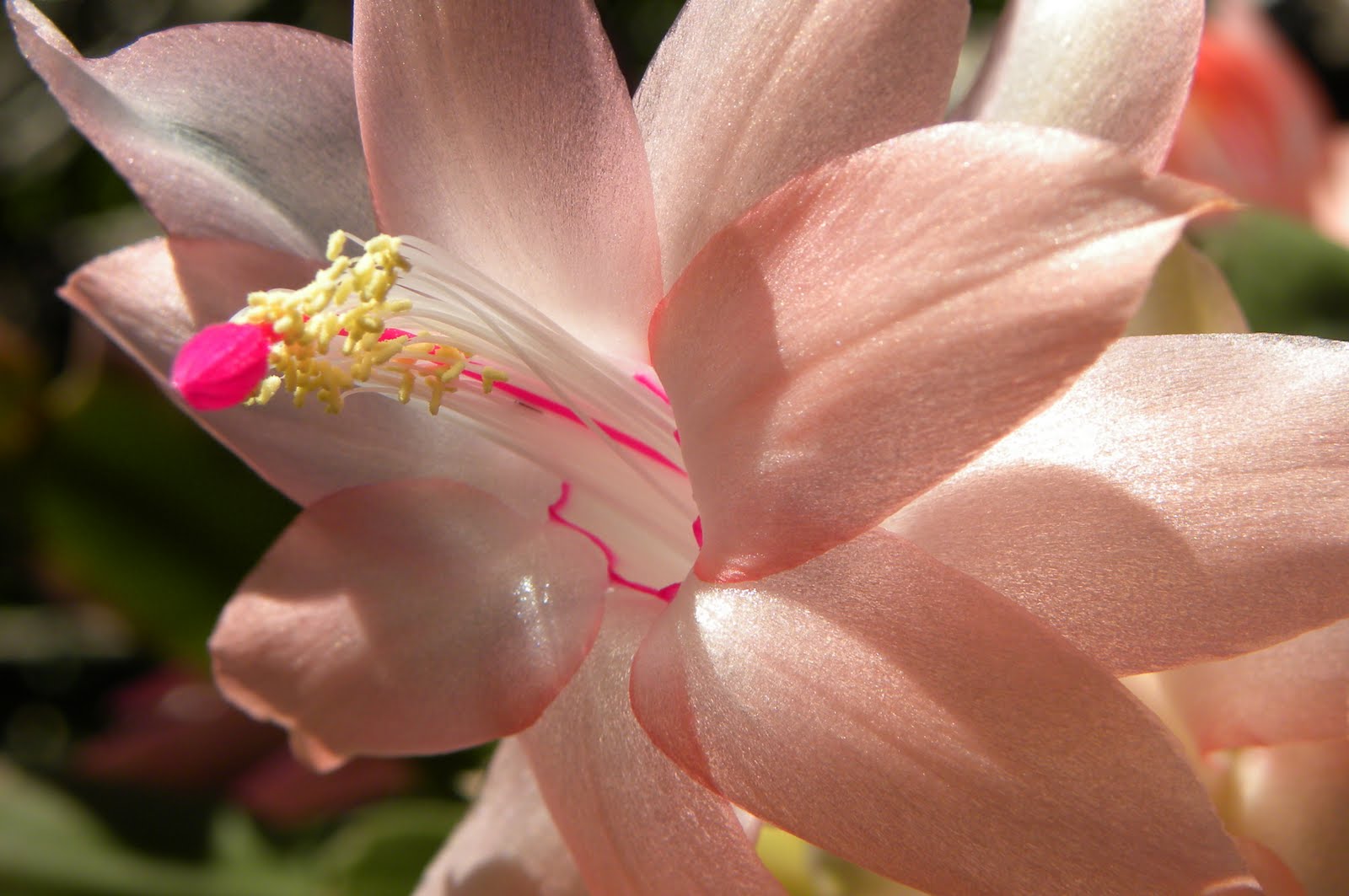 Ubobo Flowers: Zygocactus