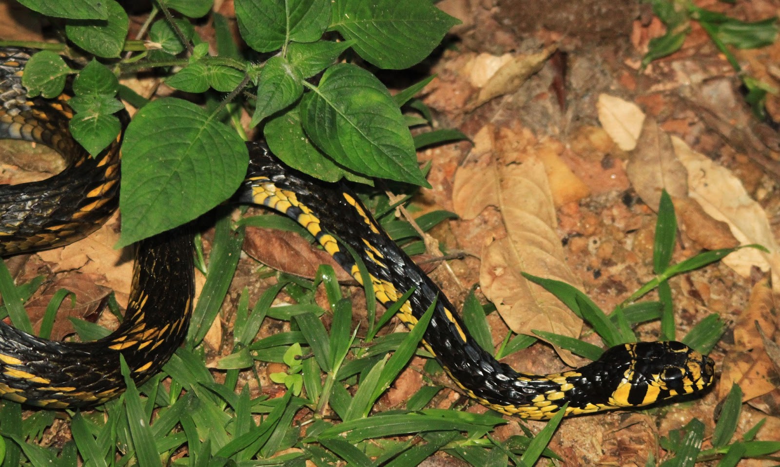 The Ginger Naturalist : July 2013