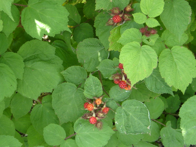 Tennessee Country Living: Berry Harvest, & Raspberry Answers