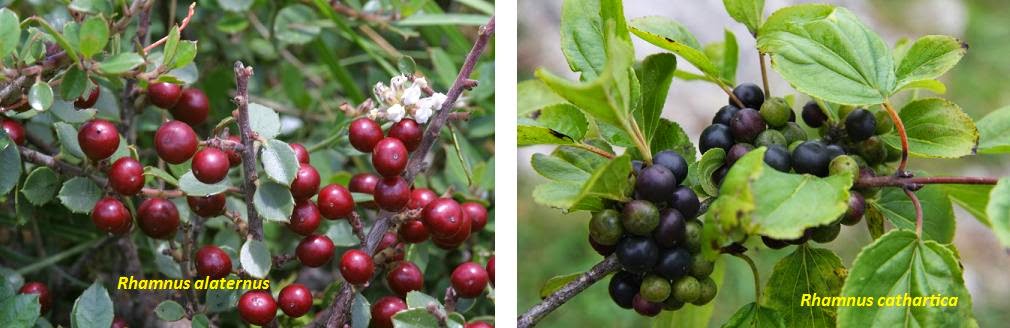BotanikaSestao: Frutos silvestres tóxicos